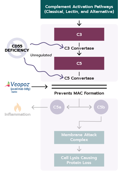 CHAPLE Disease Treatment | VEOPOZ(TM) (pozelimab-bbfg)