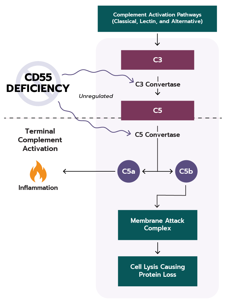 CHAPLE Disease Treatment | VEOPOZ(TM) (pozelimab-bbfg)